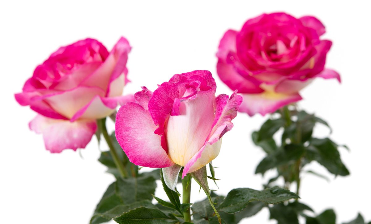 Rose Sweet Delight - Rosa Sweet Delight günstig kaufen