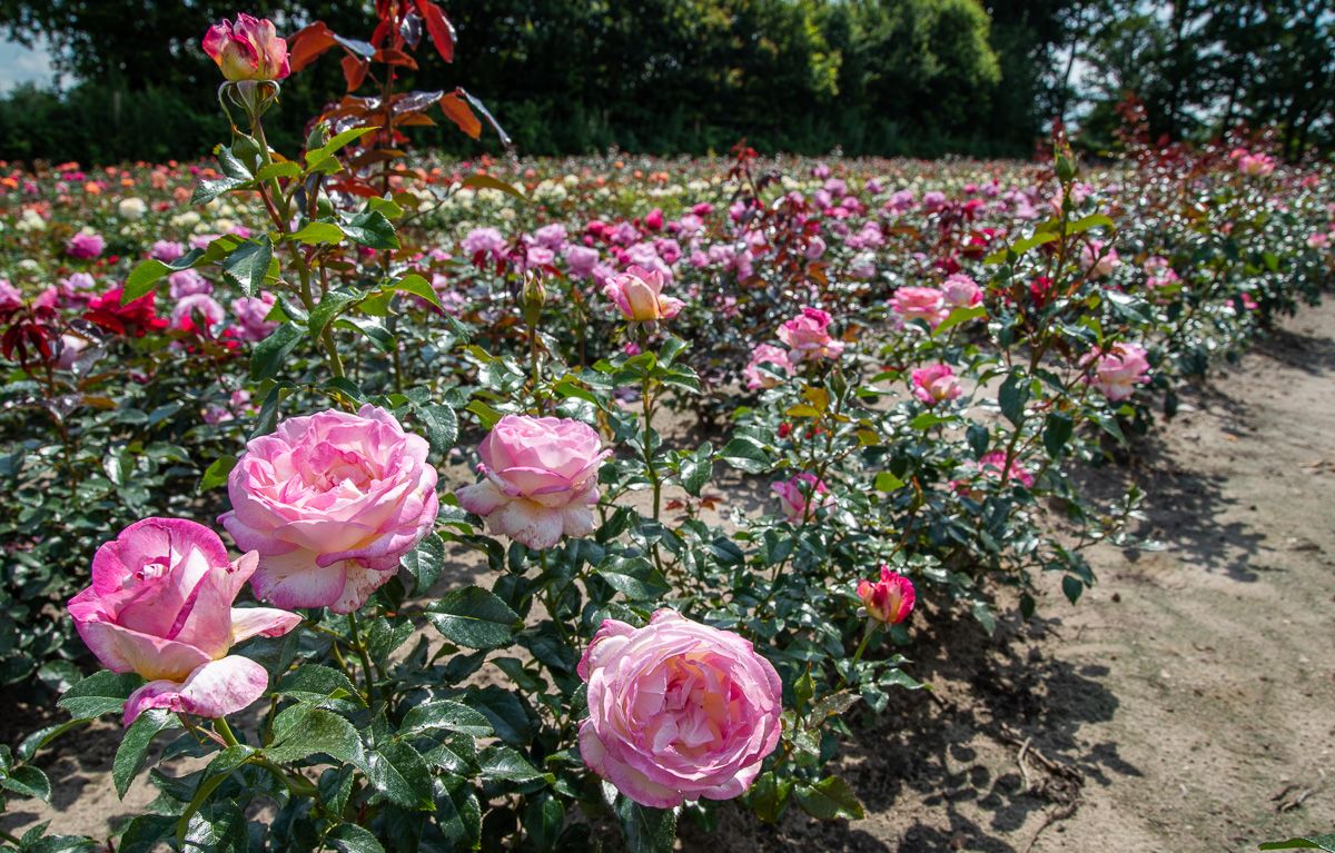 Rose Sweet Delight - Rosa Sweet Delight günstig kaufen