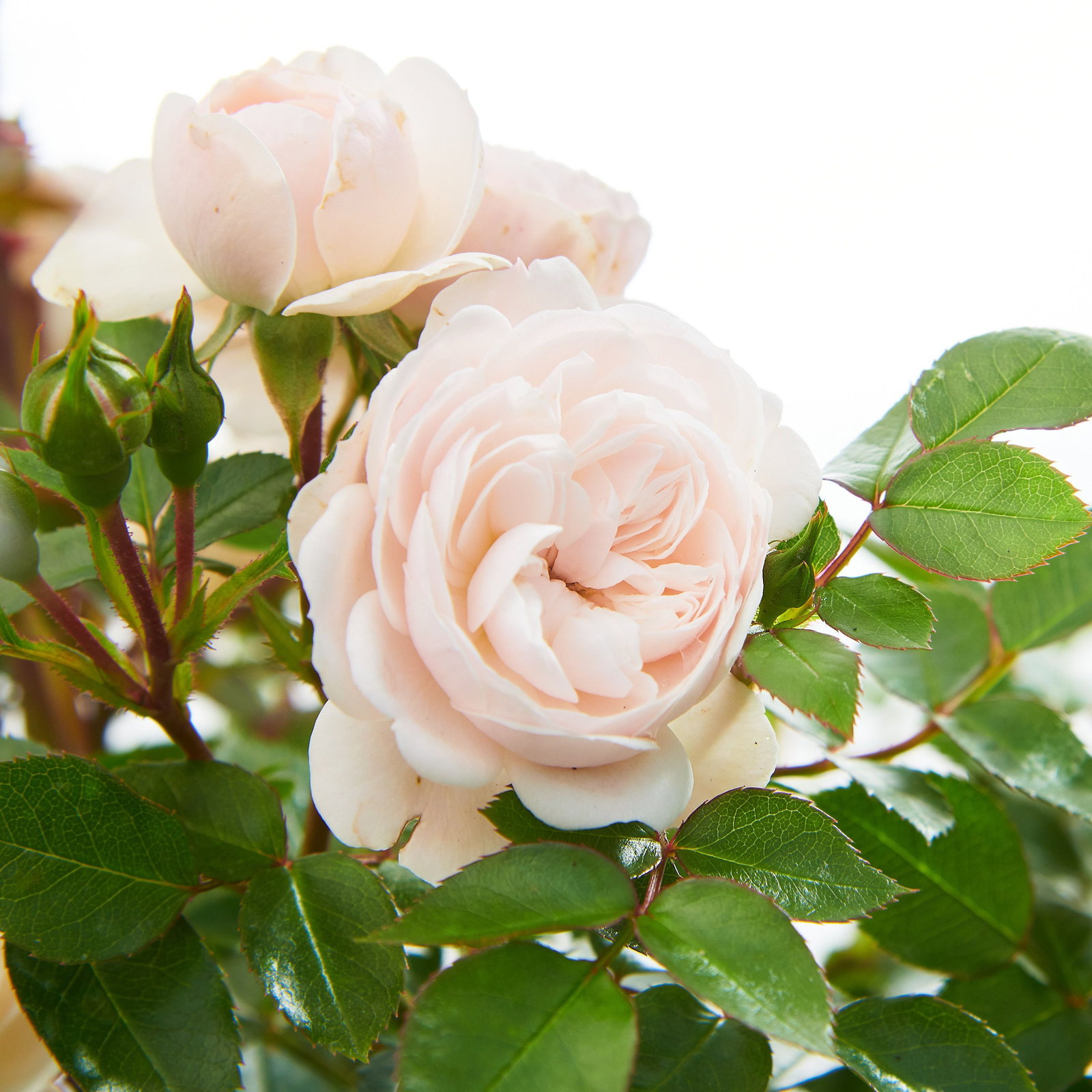 Kletterrose Starlet® Rose Alina® - Rosa Starlet® Rose Alina® günstig kaufen
