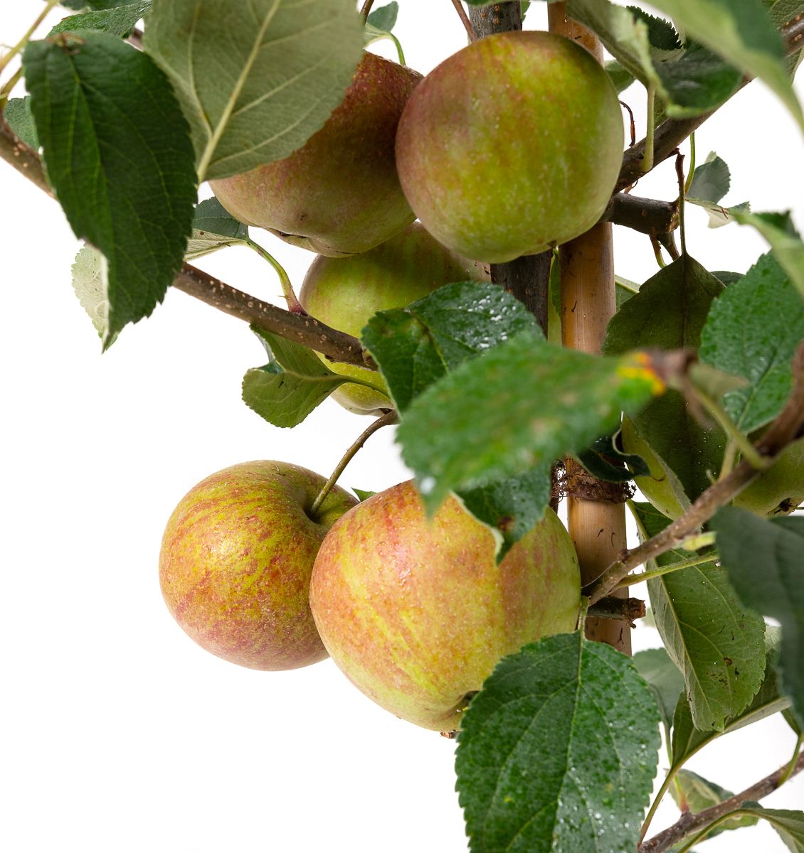 Apfel Rubinette Rosso - Malus Rubinette Rosso günstig online kaufen