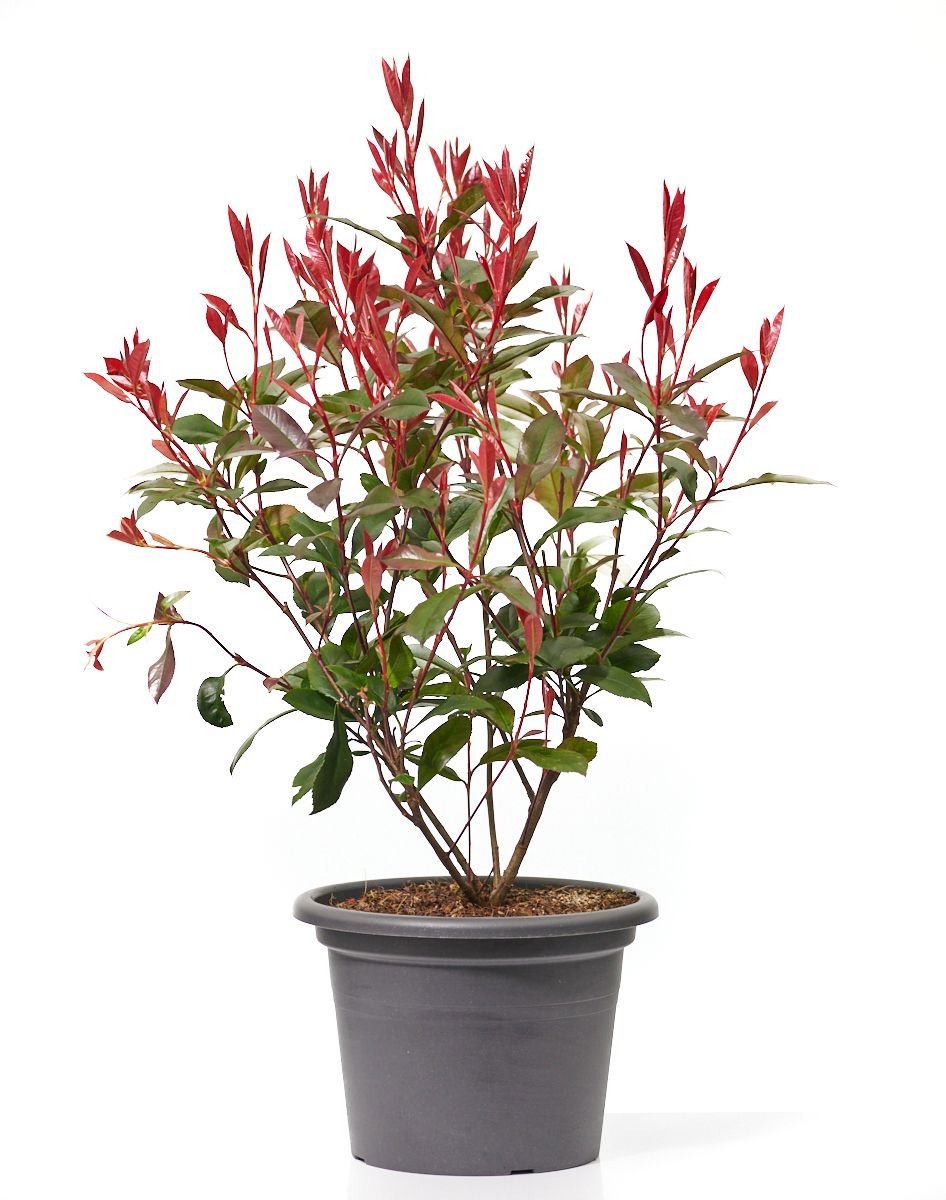 Photinia Devils Dream