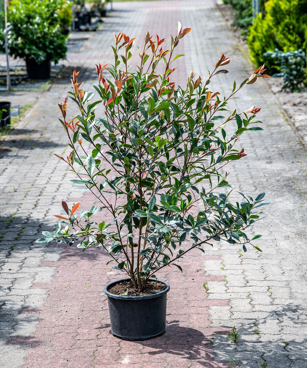 Photinia Devils Dream