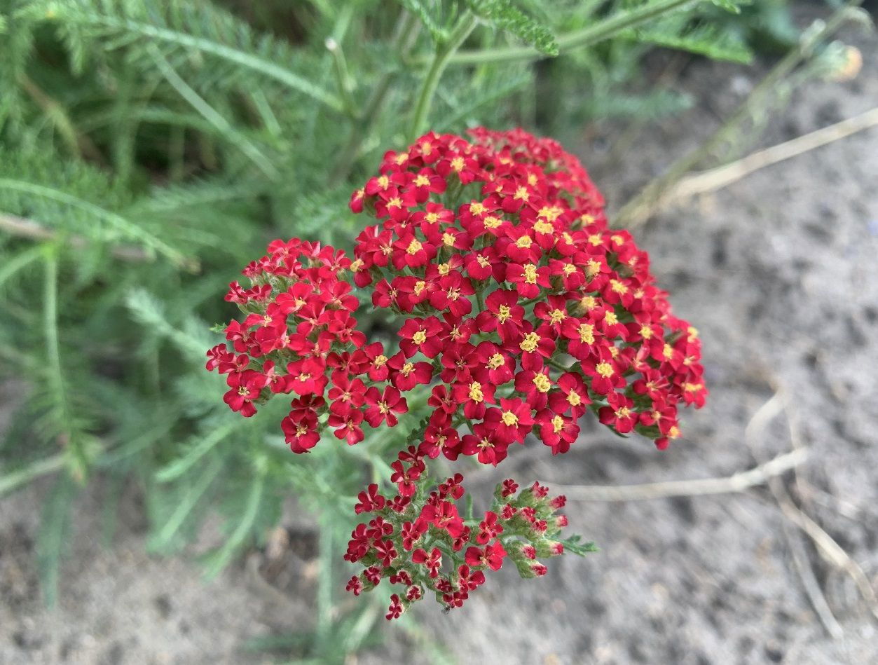 Rote Schafgarbe Kirschkönigin - Achillea millefolium Kirschkönigin ...