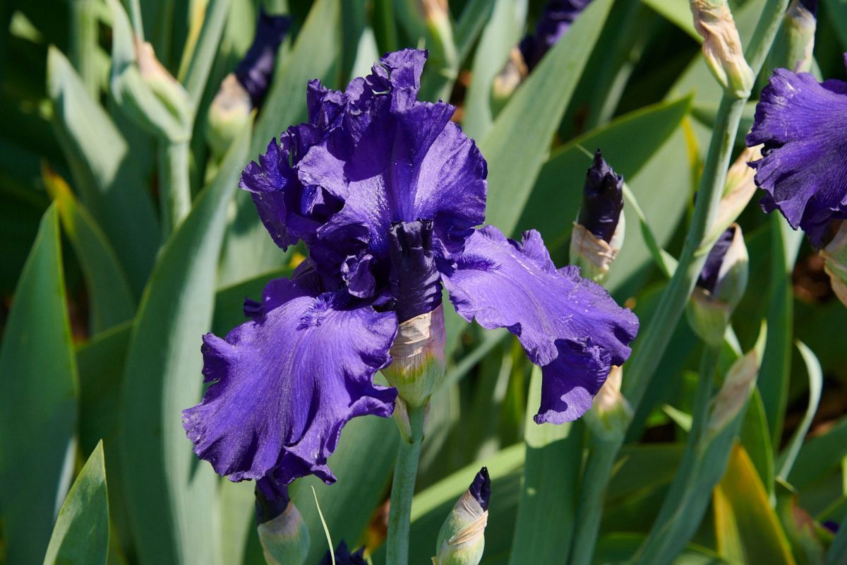 Hohe Bartiris Dusky Challenger - Iris barbata elatior Dusky Challenger ...