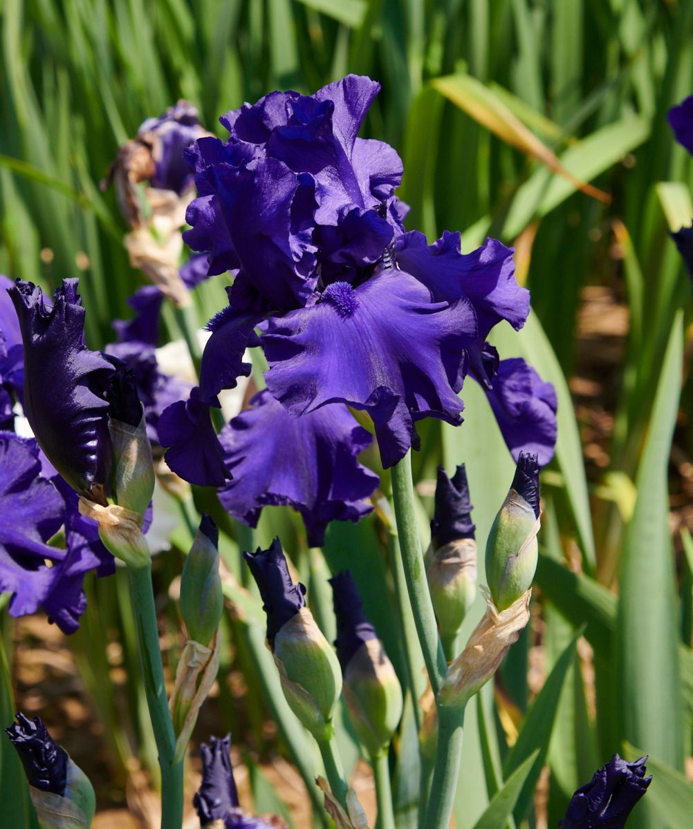 Hohe Bartiris Dusky Challenger - Iris barbata elatior Dusky Challenger ...