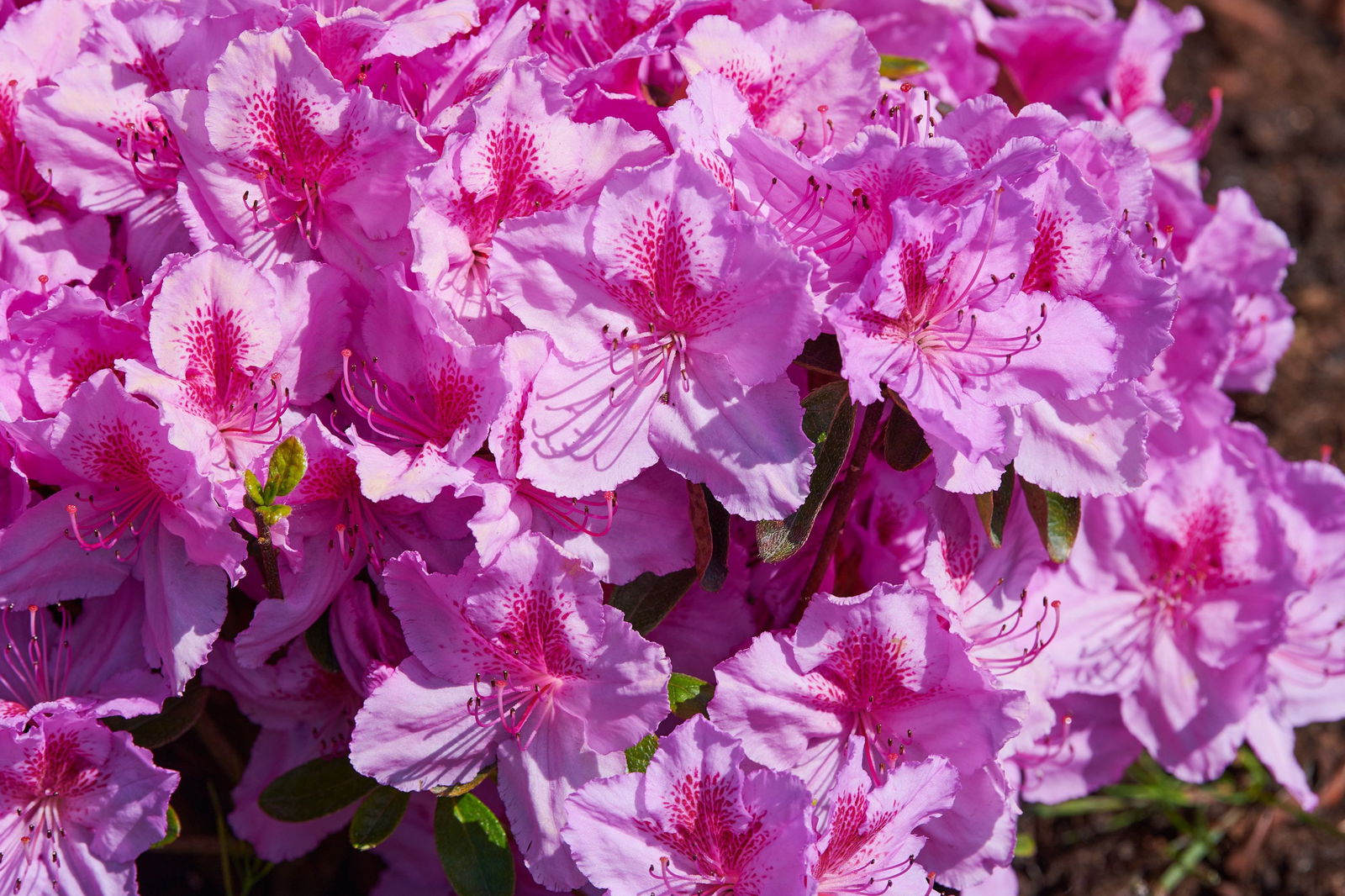Japanische Azalee Big Point - Rhododendron obtusum Big Point günstig kaufen
