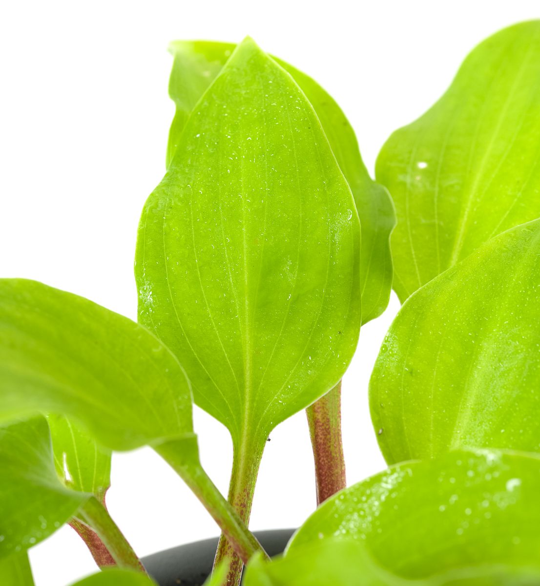 Funkie Red Stepper - Hosta cultorum Red Stepper günstig kaufen