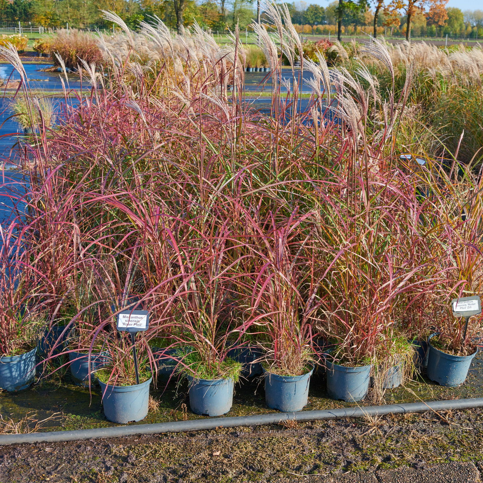 Chinaschilf Roter Pfeil - Miscanthus sinensis Roter Pfeil günstig kaufen