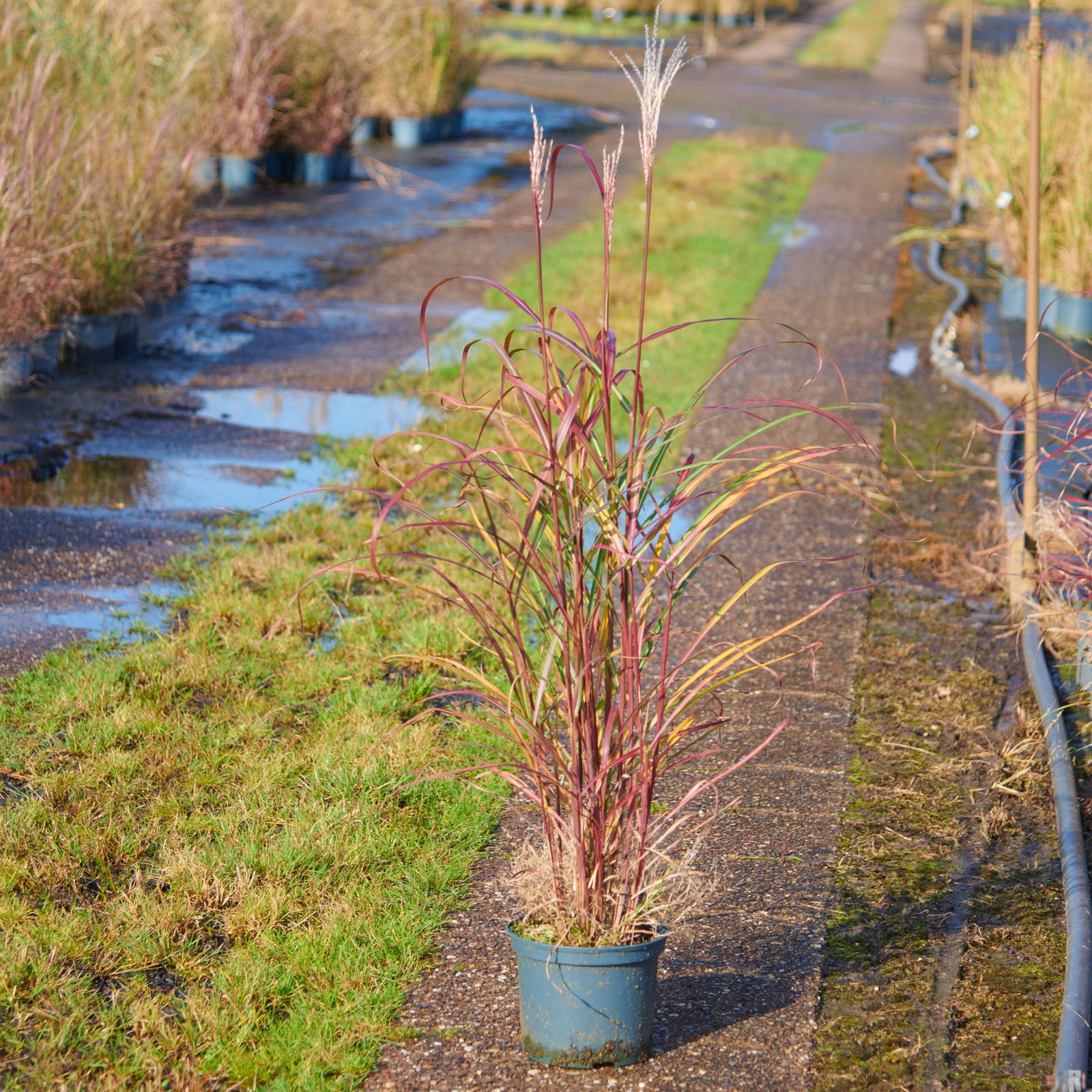 Chinaschilf Roter Pfeil - Miscanthus sinensis Roter Pfeil günstig kaufen