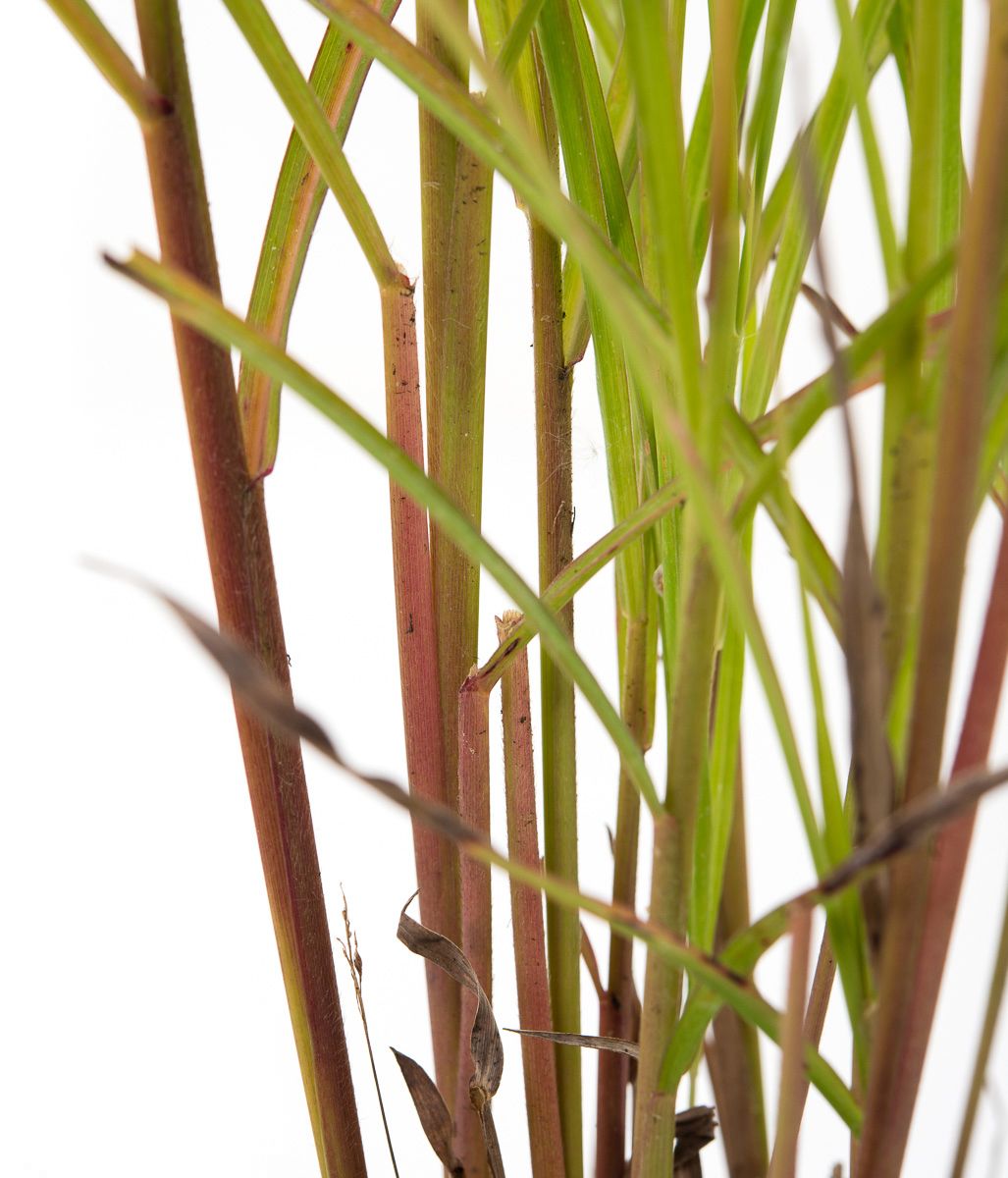 Chinaschilf Roter Pfeil - Miscanthus sinensis Roter Pfeil günstig kaufen
