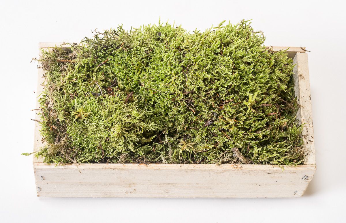 Moos in Holzkiste - Holzkiste mit Moos günstig kaufen