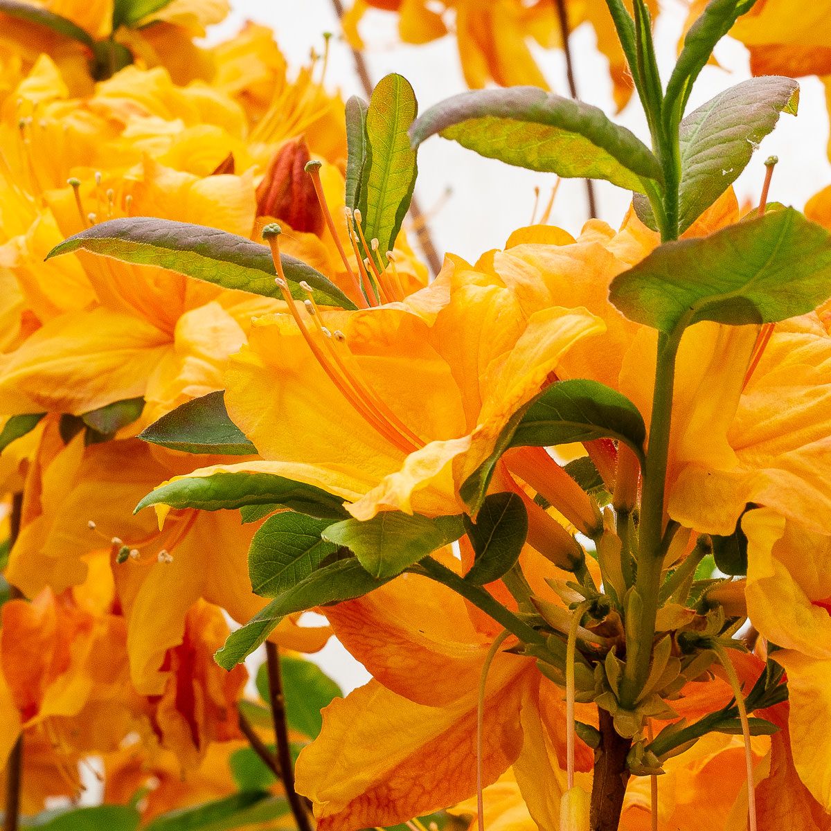 Sommergrüne Azalee Golden Nectarine - Rhododendron luteum Golden ...