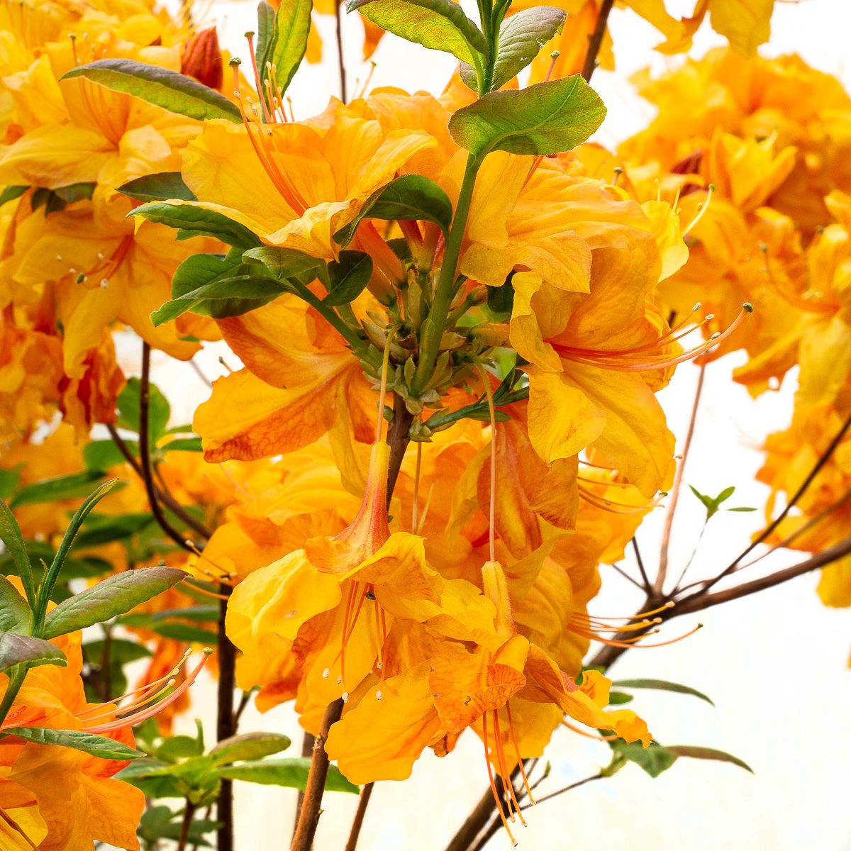 Sommergrüne Azalee Golden Nectarine - Rhododendron luteum Golden ...