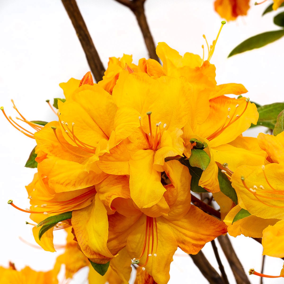 Sommergrüne Azalee Golden Nectarine - Rhododendron luteum Golden ...