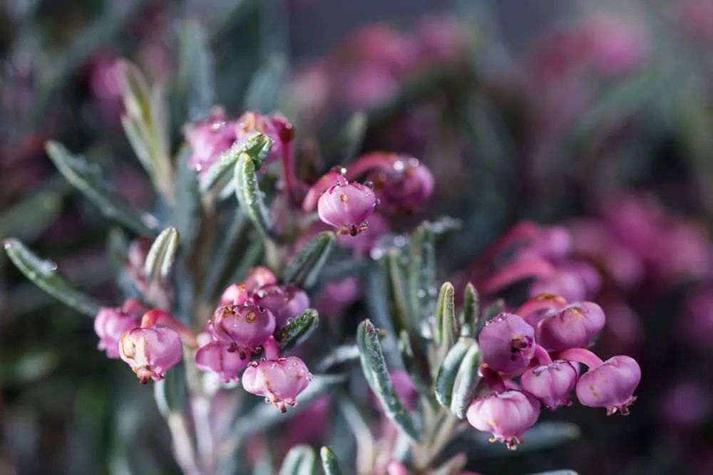 Rosmarinheide Blue Lagoon - Andromeda polifolia Blue Lagoon günstig kaufen