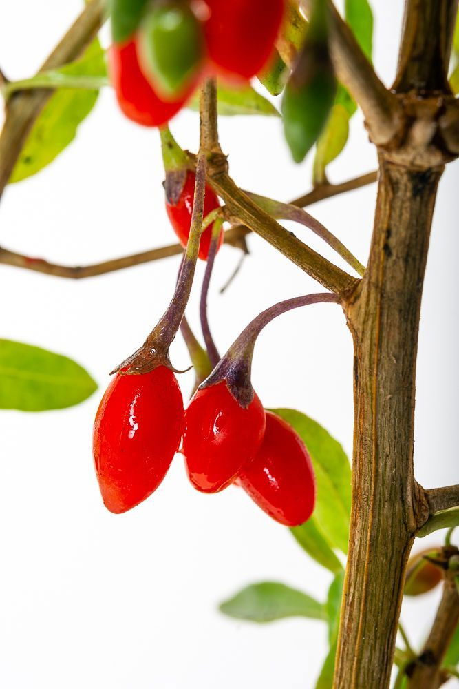 Goji-Beere Instant Success - Lycium chinense Instant Success günstig kaufen