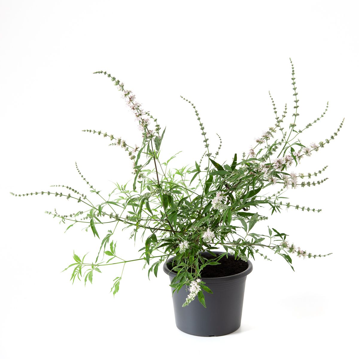 Vitex agnus-castus latifolia alba - Mönchspfeffer | jetzt günstig ...