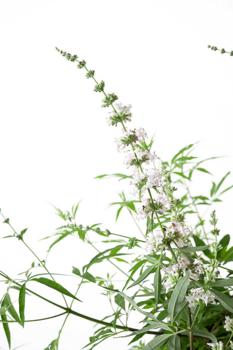 Vitex agnus-castus latifolia alba - Mönchspfeffer | jetzt günstig ...