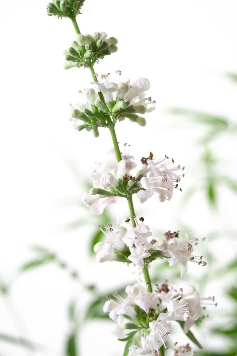 Vitex agnus-castus latifolia alba - Mönchspfeffer | jetzt günstig ...