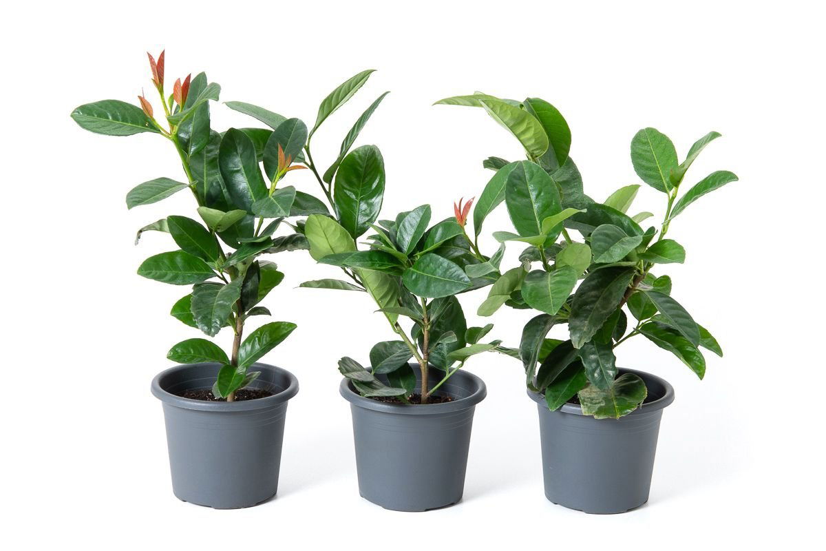 Kirschlorbeer Copperbell - Prunus laurocerasus Copperbell günstig kaufen