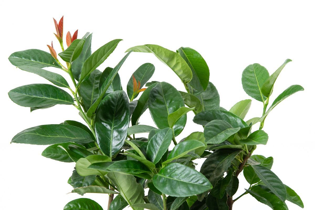 Kirschlorbeer Copperbell - Prunus laurocerasus Copperbell günstig kaufen