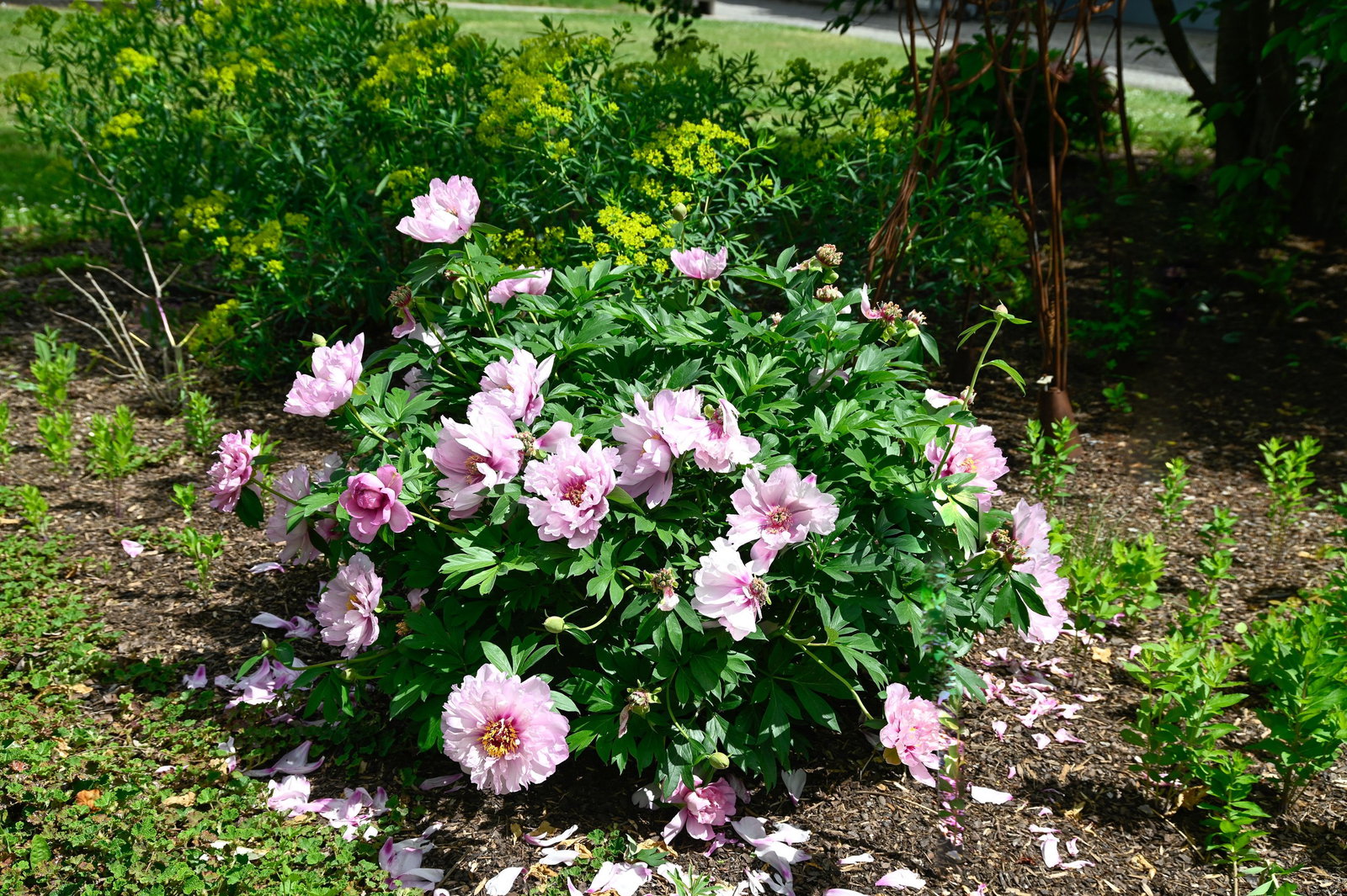 Paeonia x itoh First Arrival - Paeonia x itoh First Arrival günstig kaufen