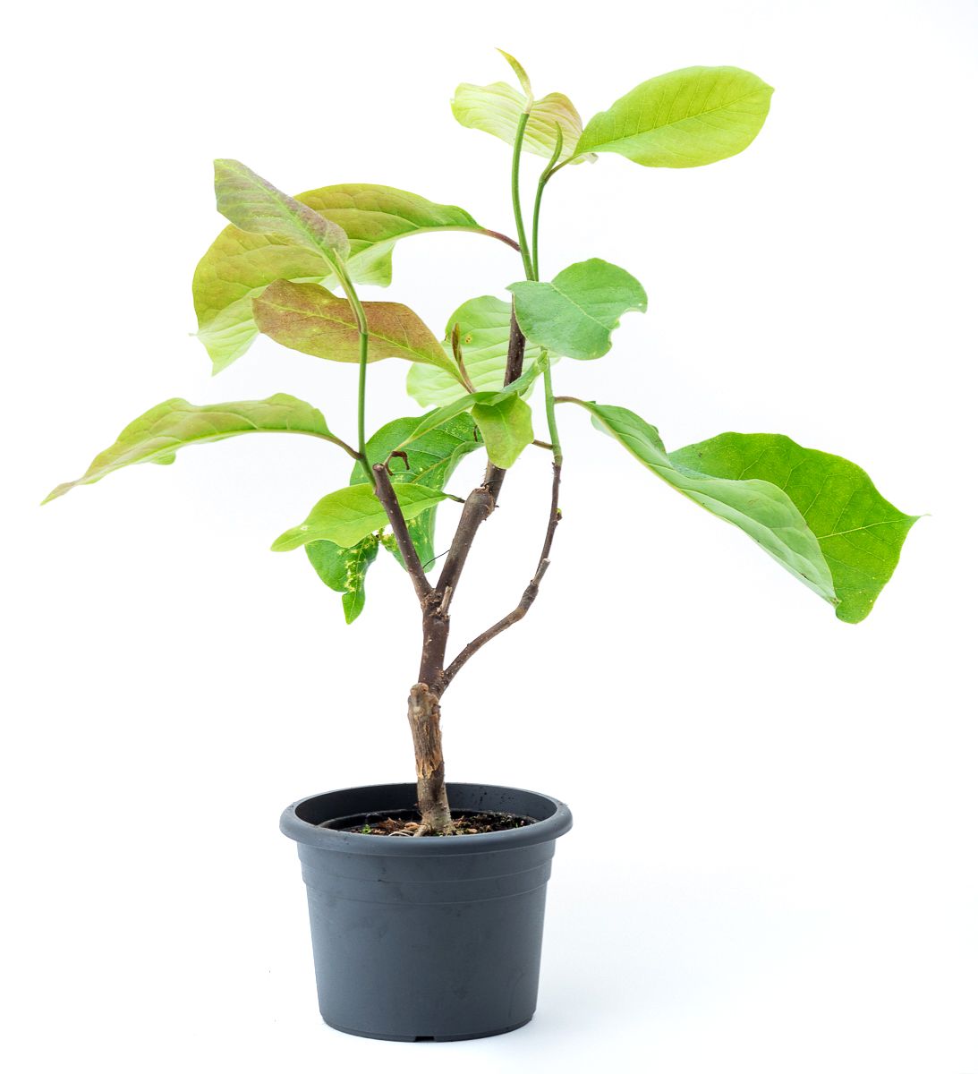 Magnolie Masterpiece - Magnolia Franks Masterpiece günstig kaufen