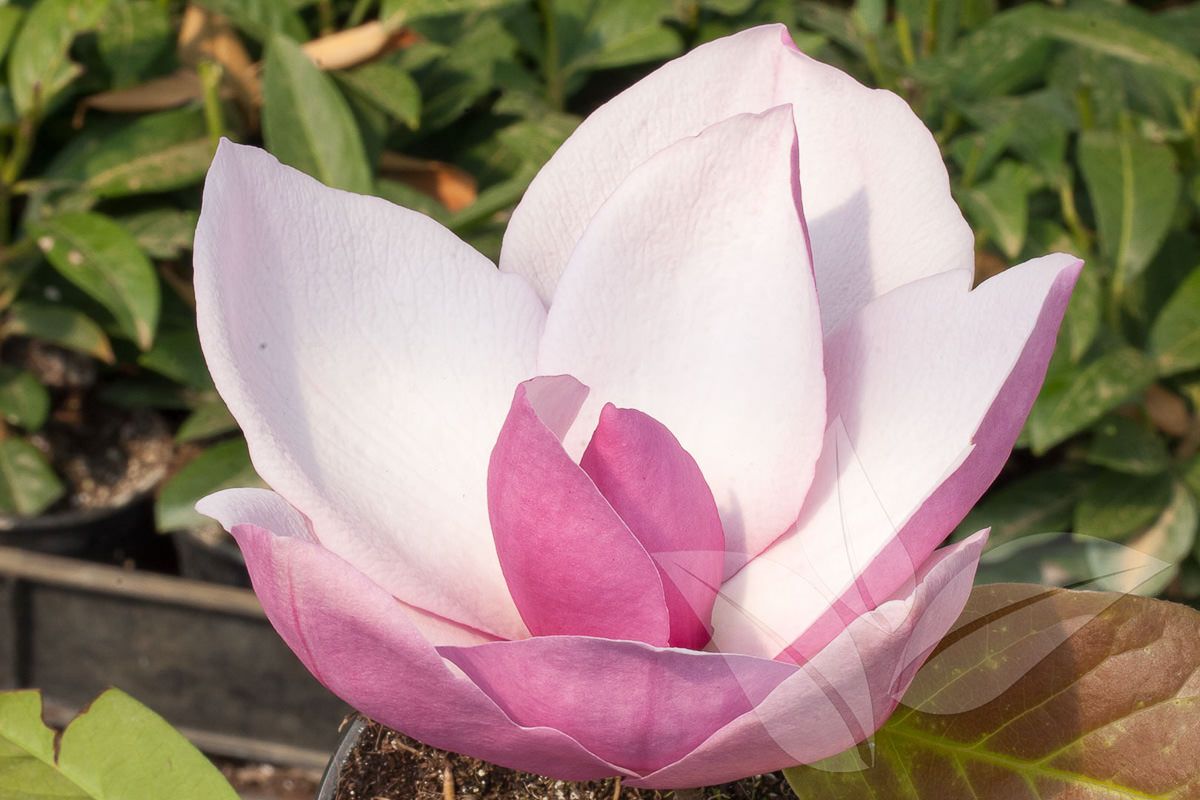 Magnolie Masterpiece - Magnolia Franks Masterpiece günstig kaufen