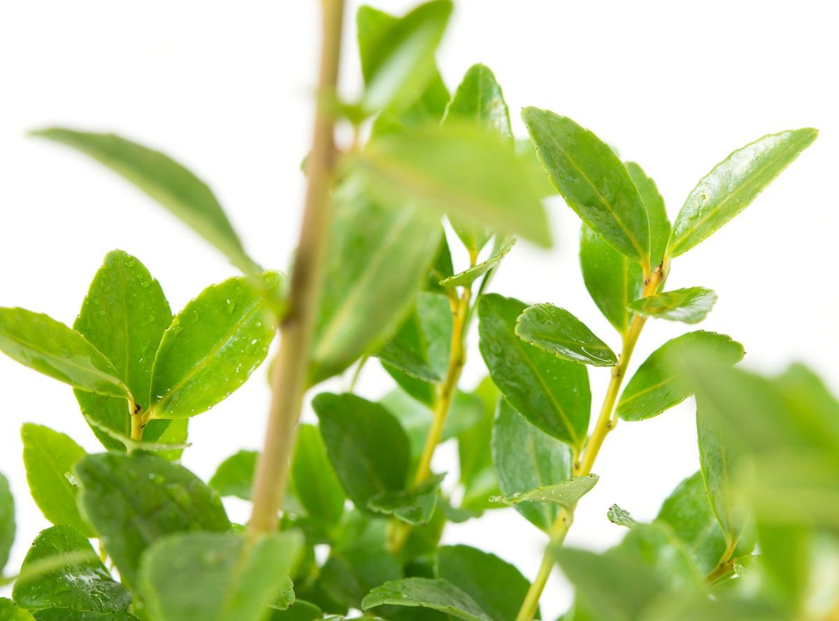 Stechpalme - Ilex maximowicziana var. kanehirae impala günstig kaufen
