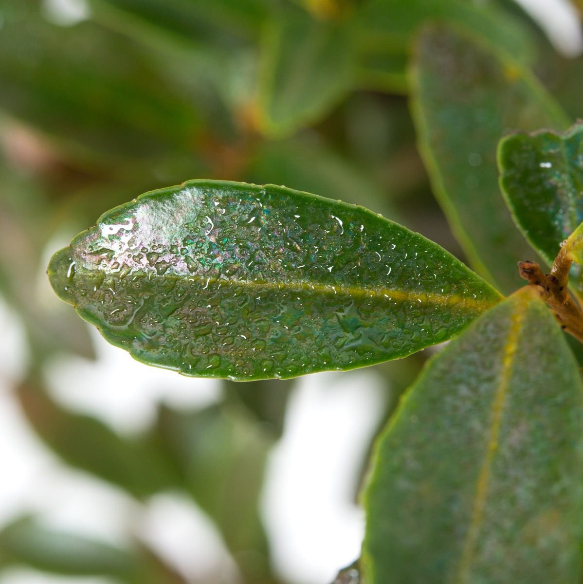 Stechpalme - Ilex maximowicziana var. kanehirae impala günstig kaufen