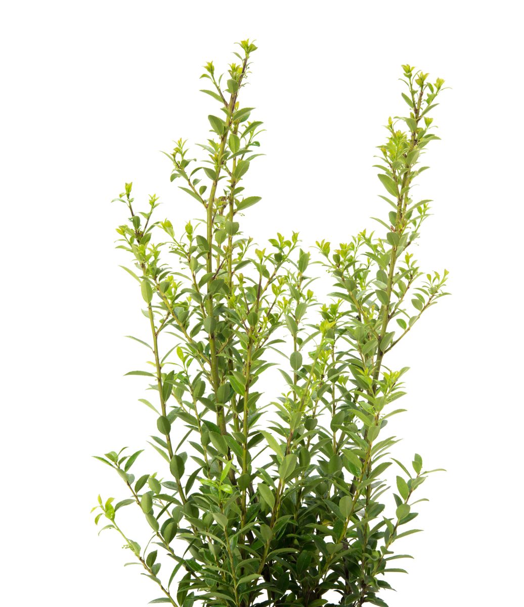 Stechpalme - Ilex maximowicziana var. kanehirae impala günstig kaufen