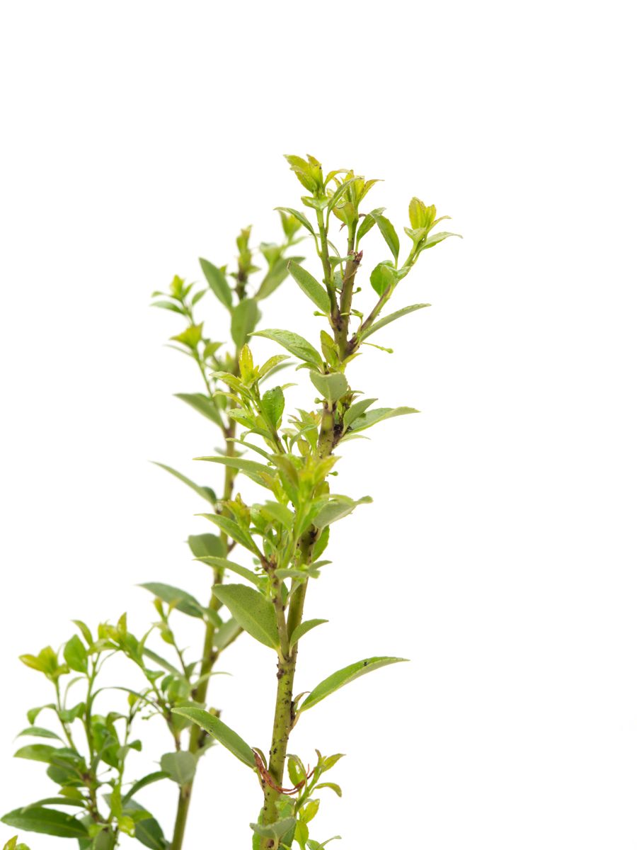 Stechpalme - Ilex maximowicziana var. kanehirae impala günstig kaufen