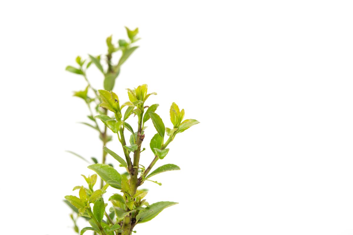 Stechpalme - Ilex maximowicziana var. kanehirae impala günstig kaufen