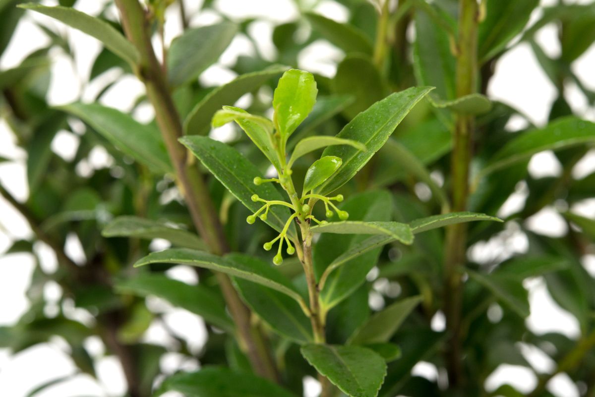 Stechpalme - Ilex maximowicziana var. kanehirae impala günstig kaufen