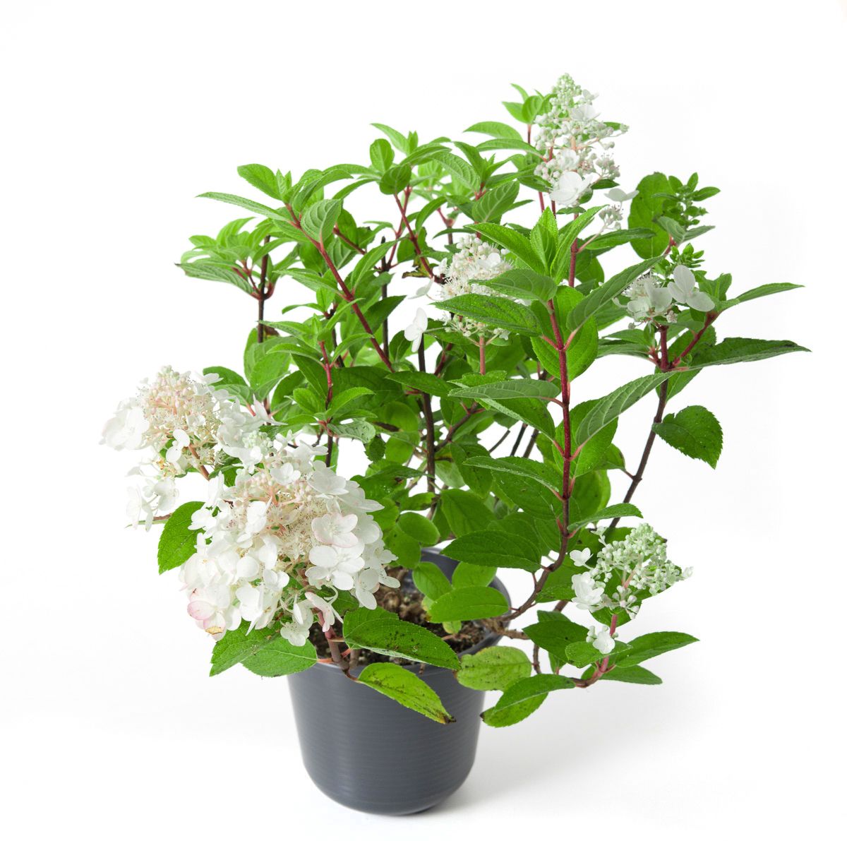 Rispenhortensie Baby Lace - Hydrangea paniculata Baby Lace günstig kaufen