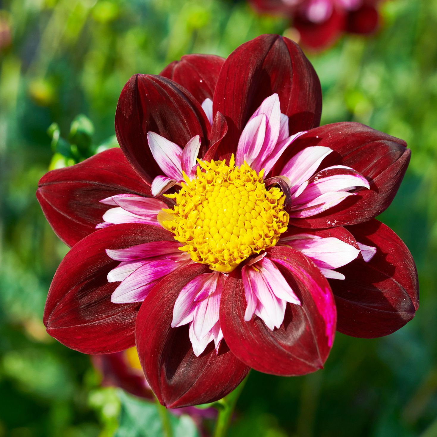 Dahlia Hybride Winterhart