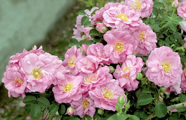 Rose Cape Diamond® - Rosa Cape Diamond® günstig kaufen