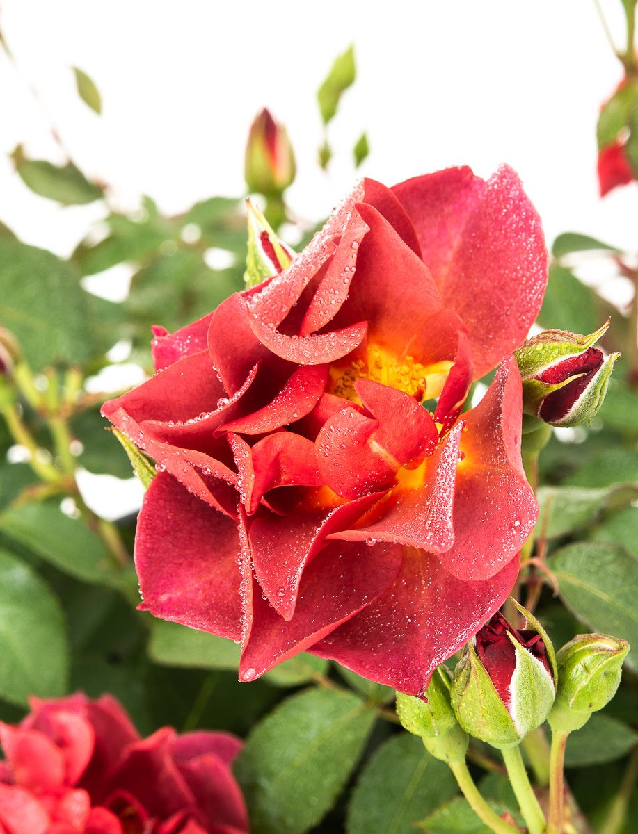 Rose Celebration Time® - Rosa Celebration Time® günstig kaufen