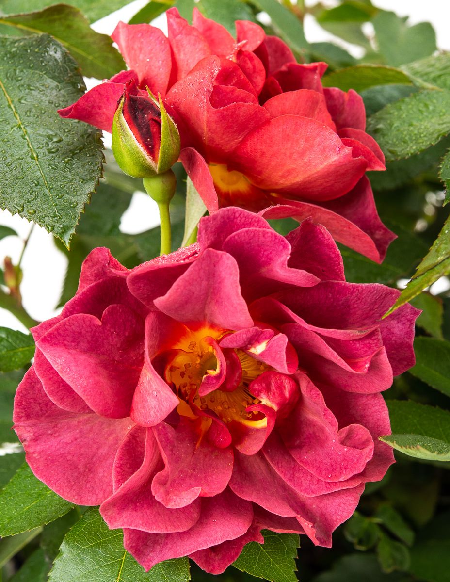 Rose Celebration Time® - Rosa Celebration Time® günstig kaufen