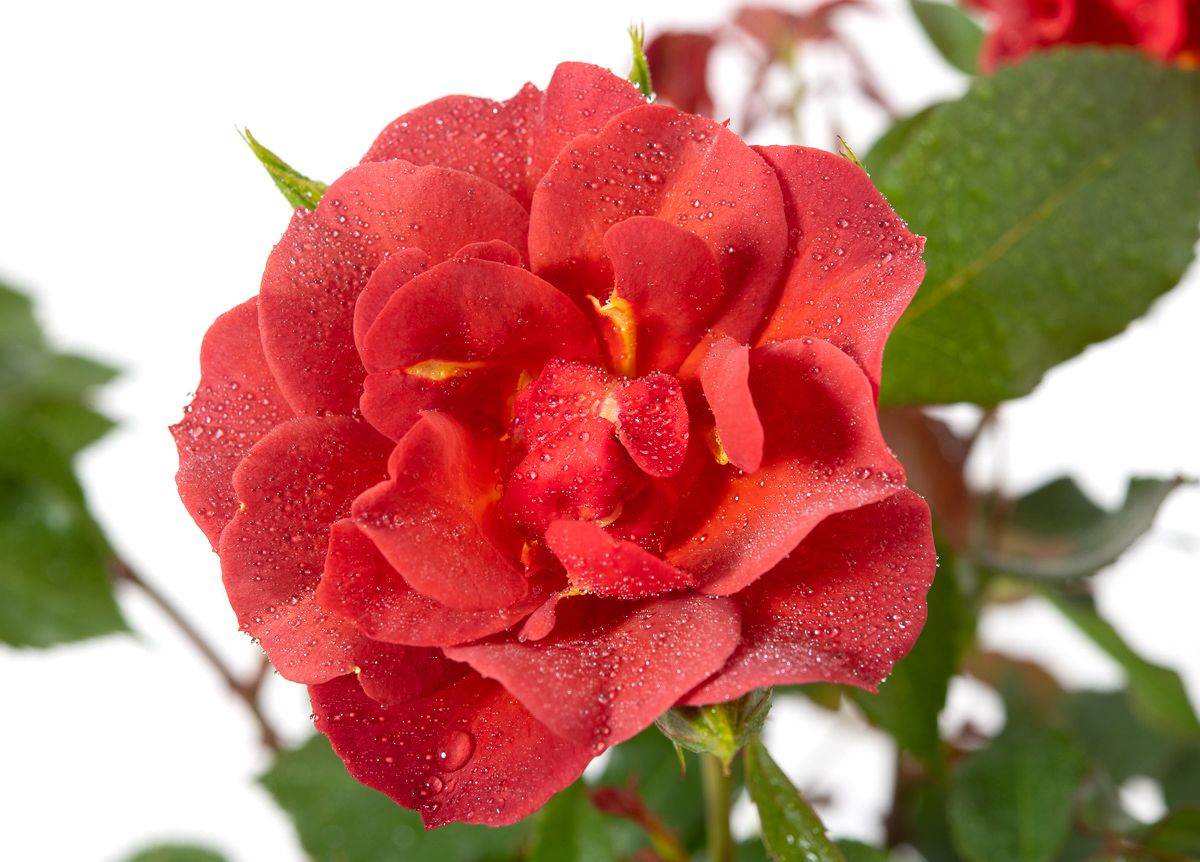 Rose Celebration Time® - Rosa Celebration Time® günstig kaufen