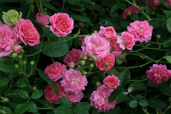 Rose Mini Dorothy® - Rosa Mini Dorothy® günstig kaufen