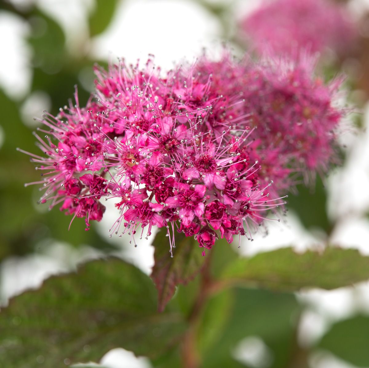 Japan-Spiere Superstar ® - Spiraea japonica Superstar ® günstig kaufen