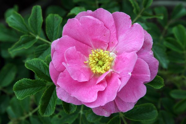 Rose Hokkaido - Rosa rugosa Hokkaido günstig kaufen