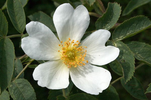Hecken-Rose Laxa - Rosa dumetorum Laxa günstig kaufen
