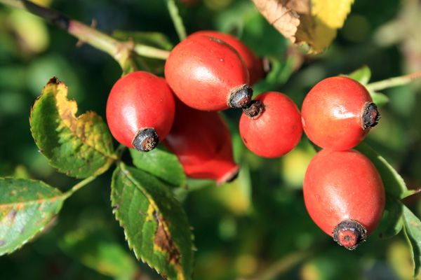 Hecken-Rose Laxa - Rosa dumetorum Laxa günstig kaufen