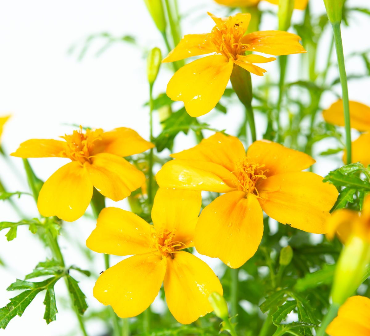 Lakritztagetes - Tagetes filifolia günstig kaufen