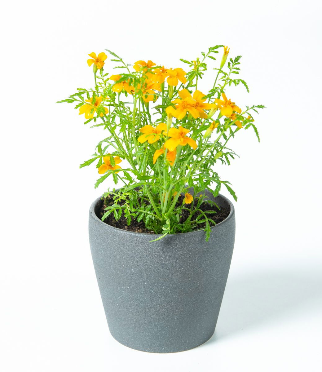 Zitronen-Tagetes - Tagetes lemmonii günstig kaufen