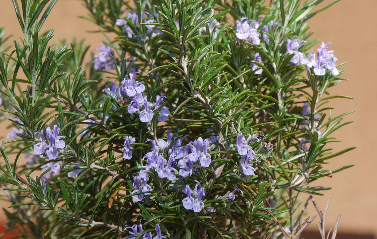Faszinierend Blue Winter Rosmarin Bild