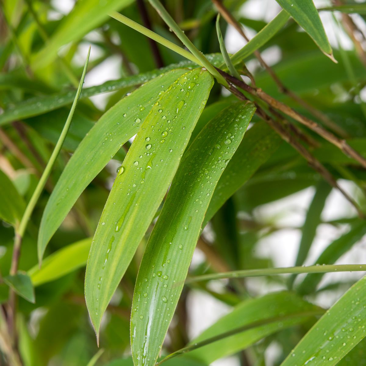 Winterharter Bambus - Fargesia nitida günstig kaufen