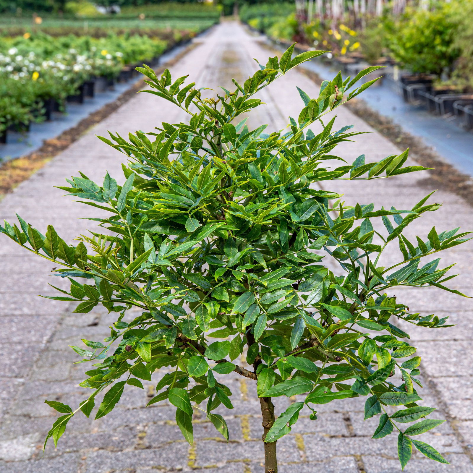 Gemeine Esche Abiona - Fraxinus excelsior Abiona günstig kaufen
